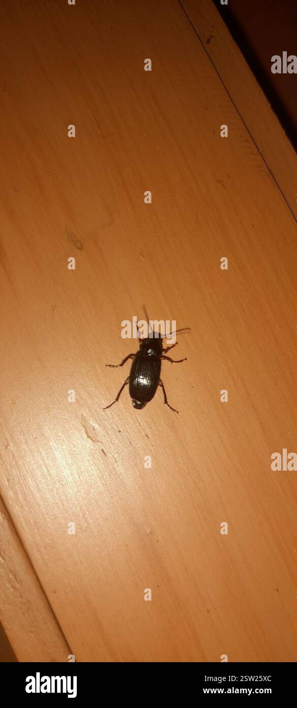Ground Beetles (Carabidae), Insecta, 5V7H+68G, Idimuzhikkal, Chelambra ...