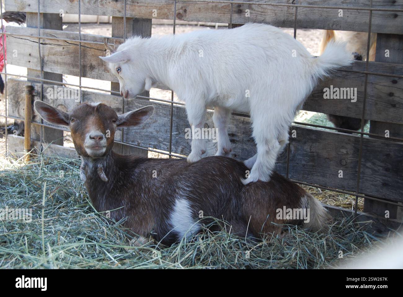 Mama and baby goat bonding Stock Photo - Alamy