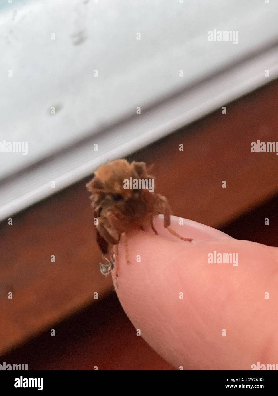 Map-winged Swift (Korscheltellus fusconebulosa), Insecta, North St ...