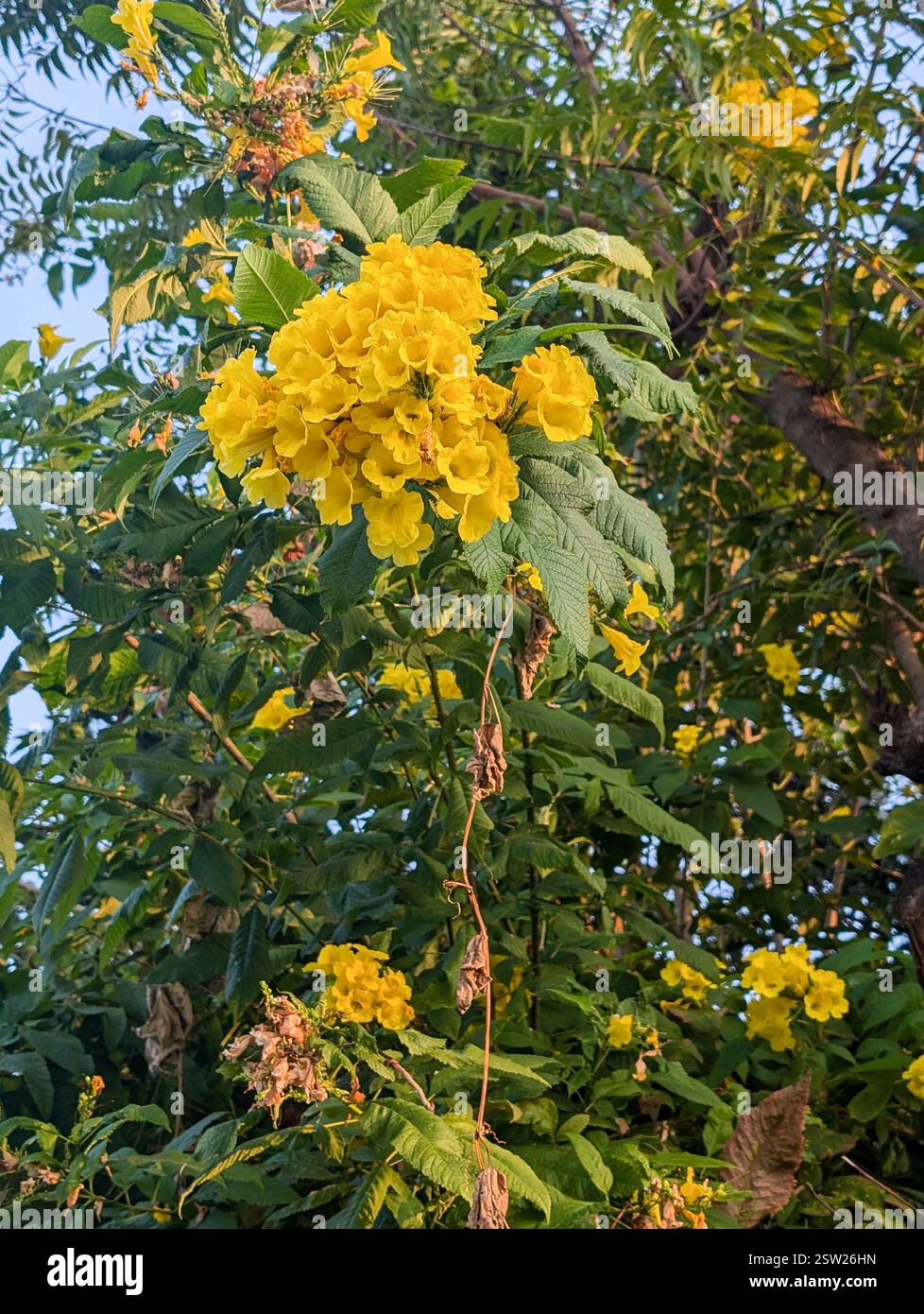 Hydrangea macrophylla blossoming yellow flowers in Uttarakhand, India ...