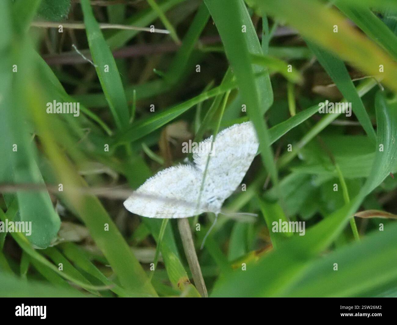Grass Rivulet (Perizoma albulata), Insecta, Clydebank G81, UK Stock ...