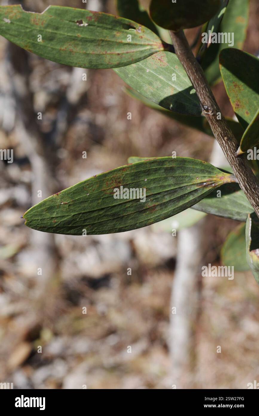 Broad Leaved Tea Tree (Melaleuca viridiflora), Plantae, Mount Stuart Rd ...