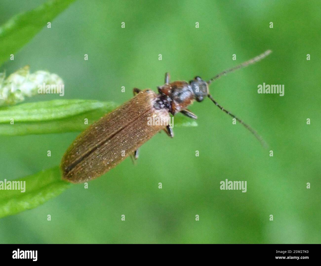 bordered click beetle (Denticollis linearis), Insecta, Nieuwe Tiend ...