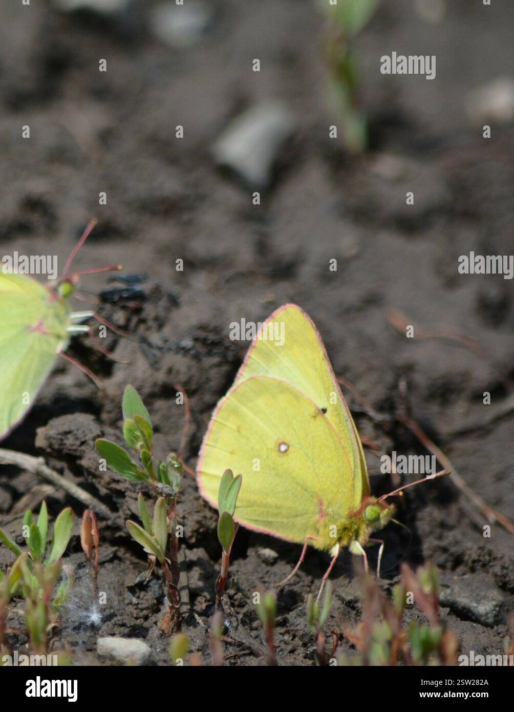 Western Sulphur (Colias occidentalis), Insecta, Okanagan-Similkameen ...