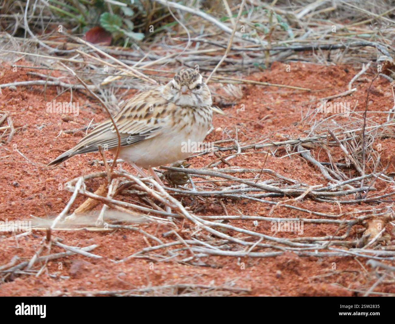(Calendulauda sabota sabotoides), Aves, Inyoni Project, Richmond ...