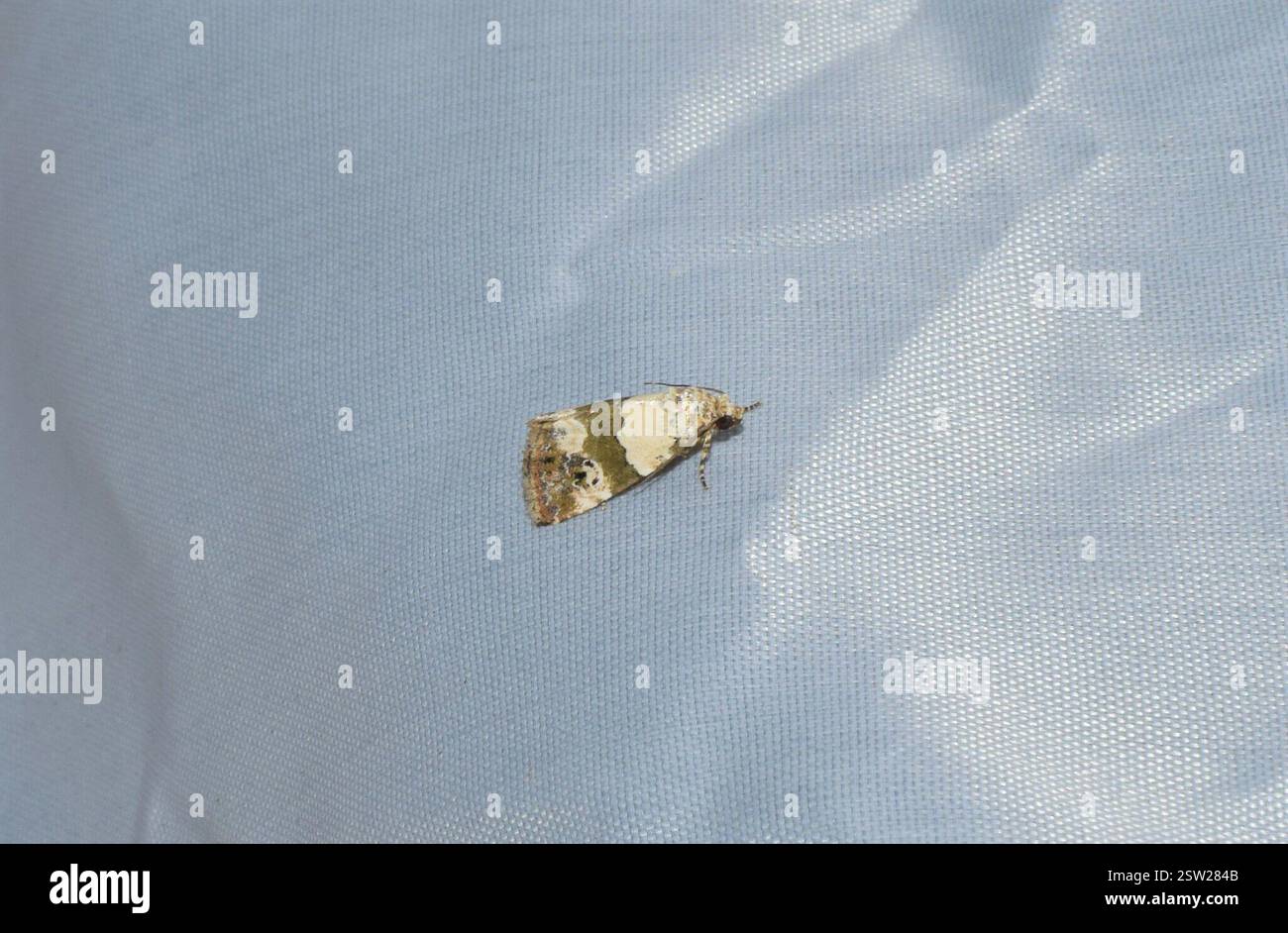(Maliattha signifera), Insecta, 中国浙江省杭州市滨江区 Stock Photo - Alamy