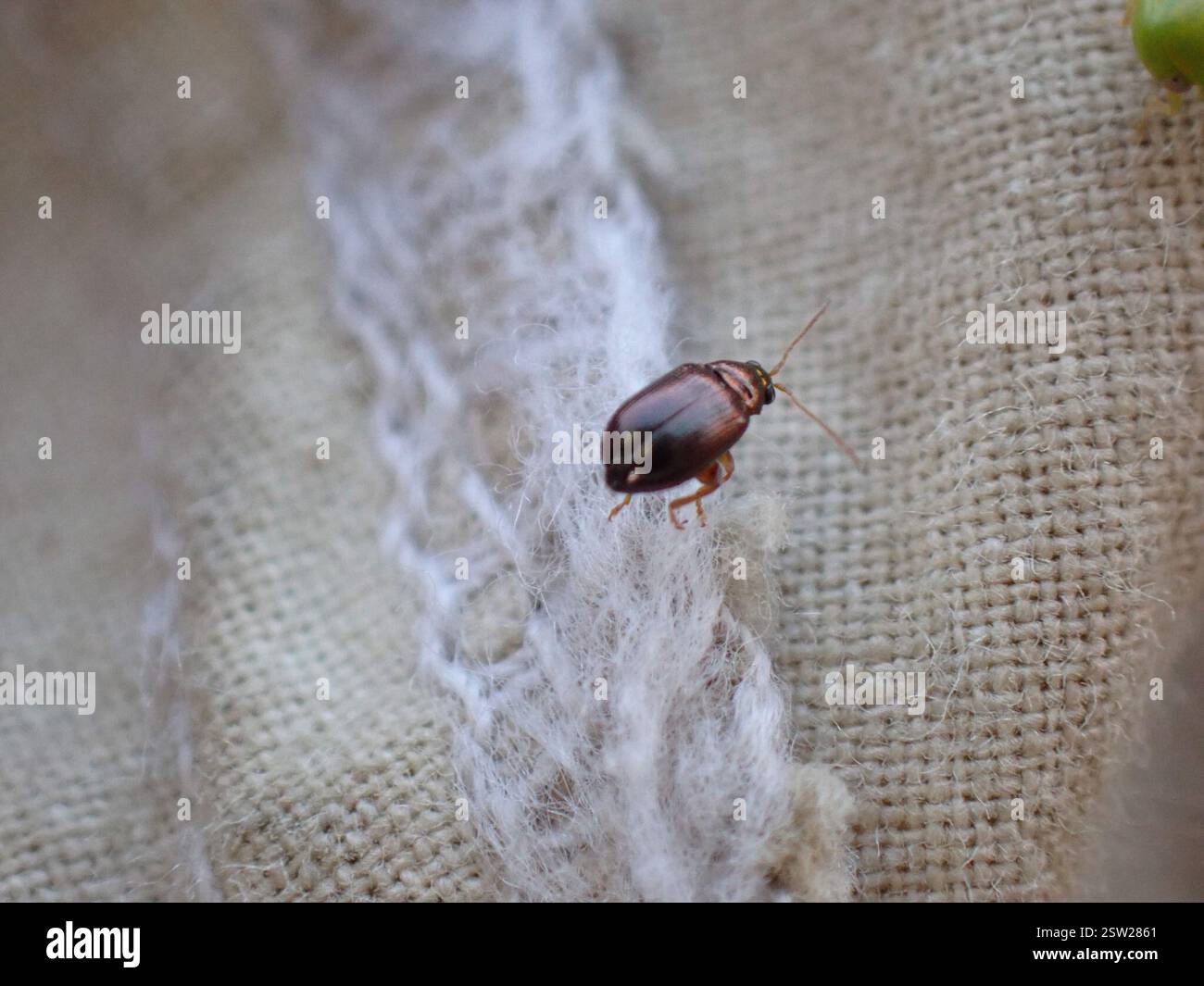 Studded Flea Beetles (Crepidodera), Insecta, Val Marie No. 17, SK S0N ...