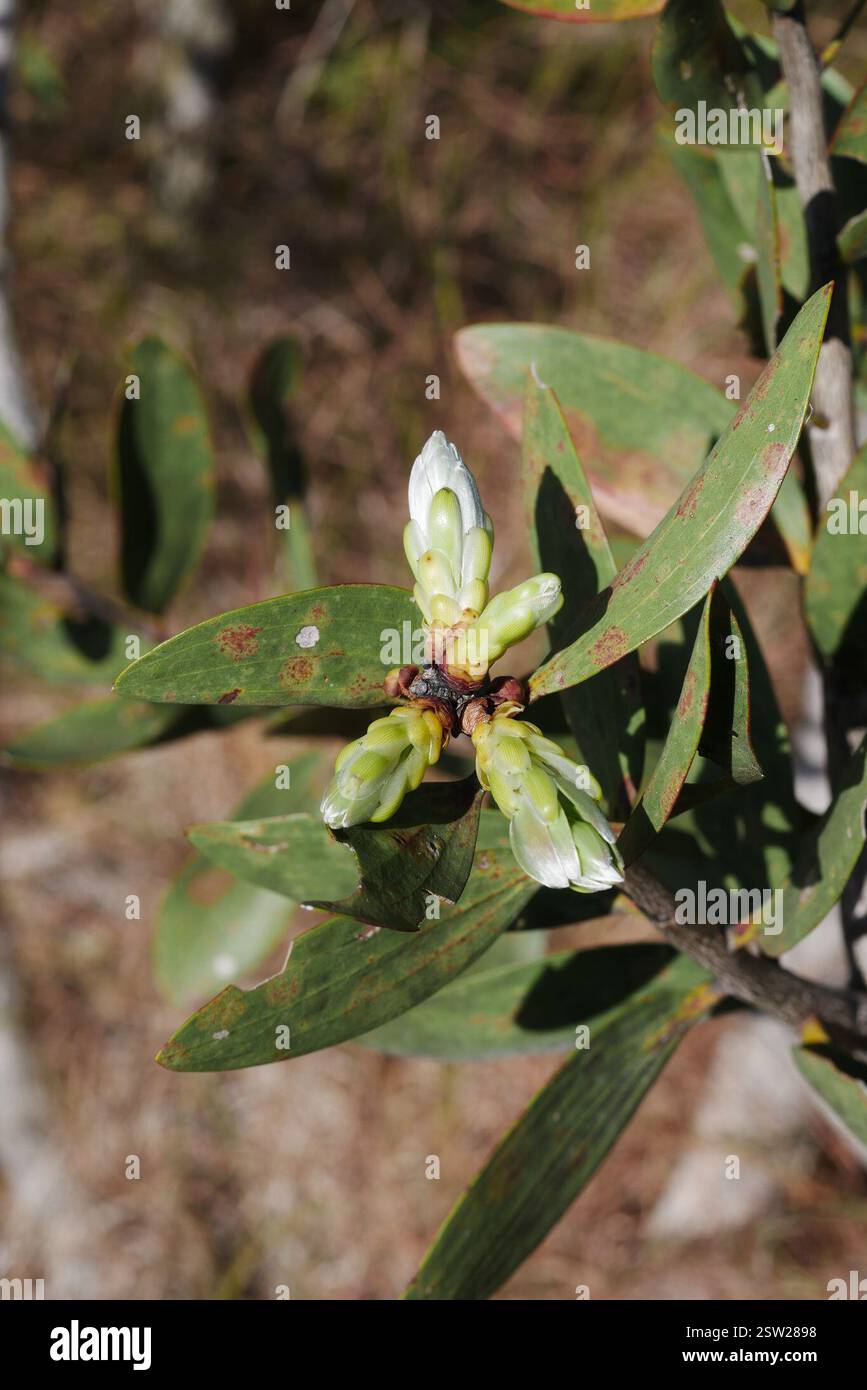 Broad Leaved Tea Tree (Melaleuca viridiflora), Plantae, Mount Stuart Rd ...