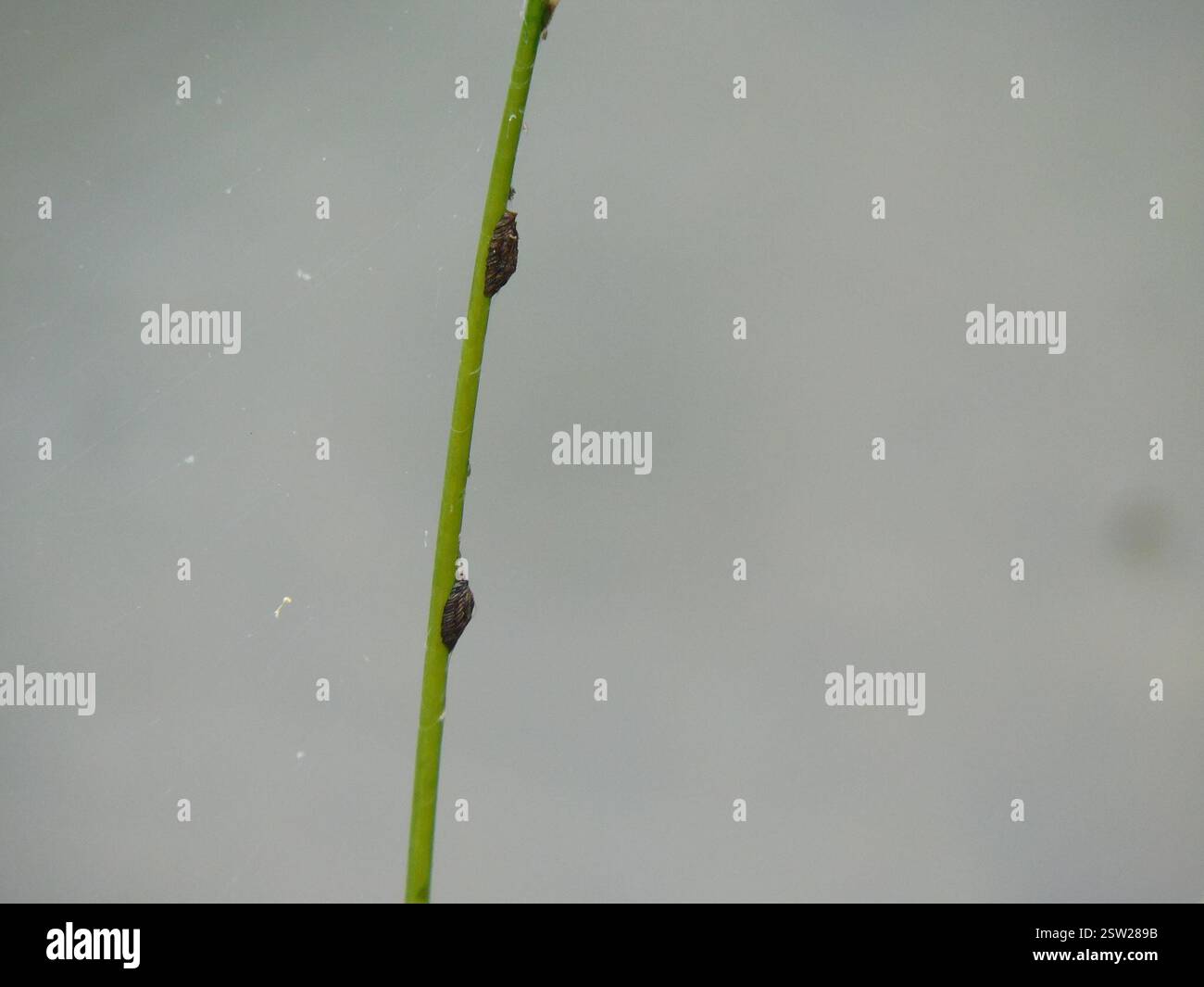 Insects (Insecta), Insecta, Wayne County, IN, USA, for the masses on ...