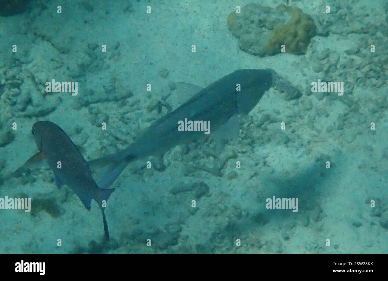 Dot-and-dash Goatfish (Parupeneus barberinus), Actinopterygii, Ko Haa ...