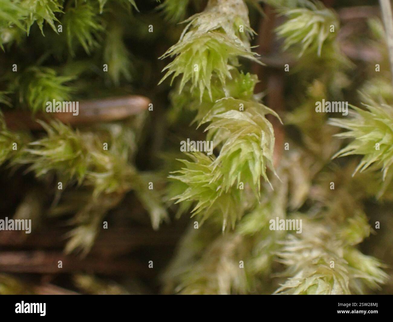 (Hylocomiadelphus), Plantae, Thompson-Nicola, BC, Canada Stock Photo ...