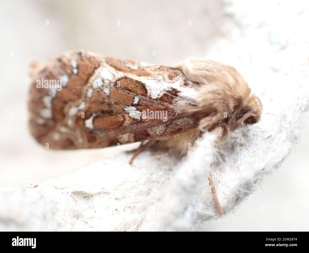 Map-winged Swift (Korscheltellus fusconebulosa), Insecta, Corstorphine ...
