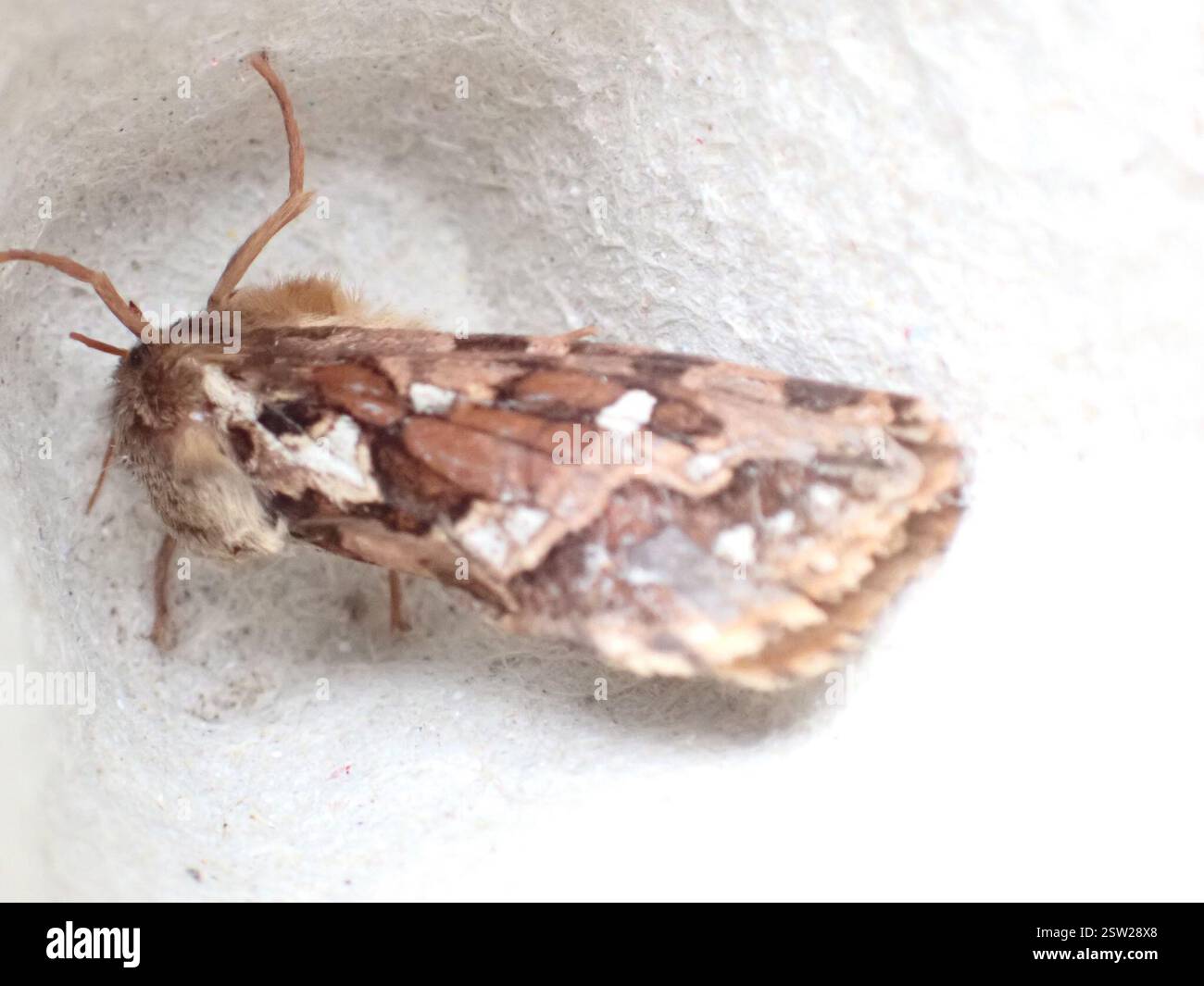 Map-winged Swift (Korscheltellus fusconebulosa), Insecta, Corstorphine ...