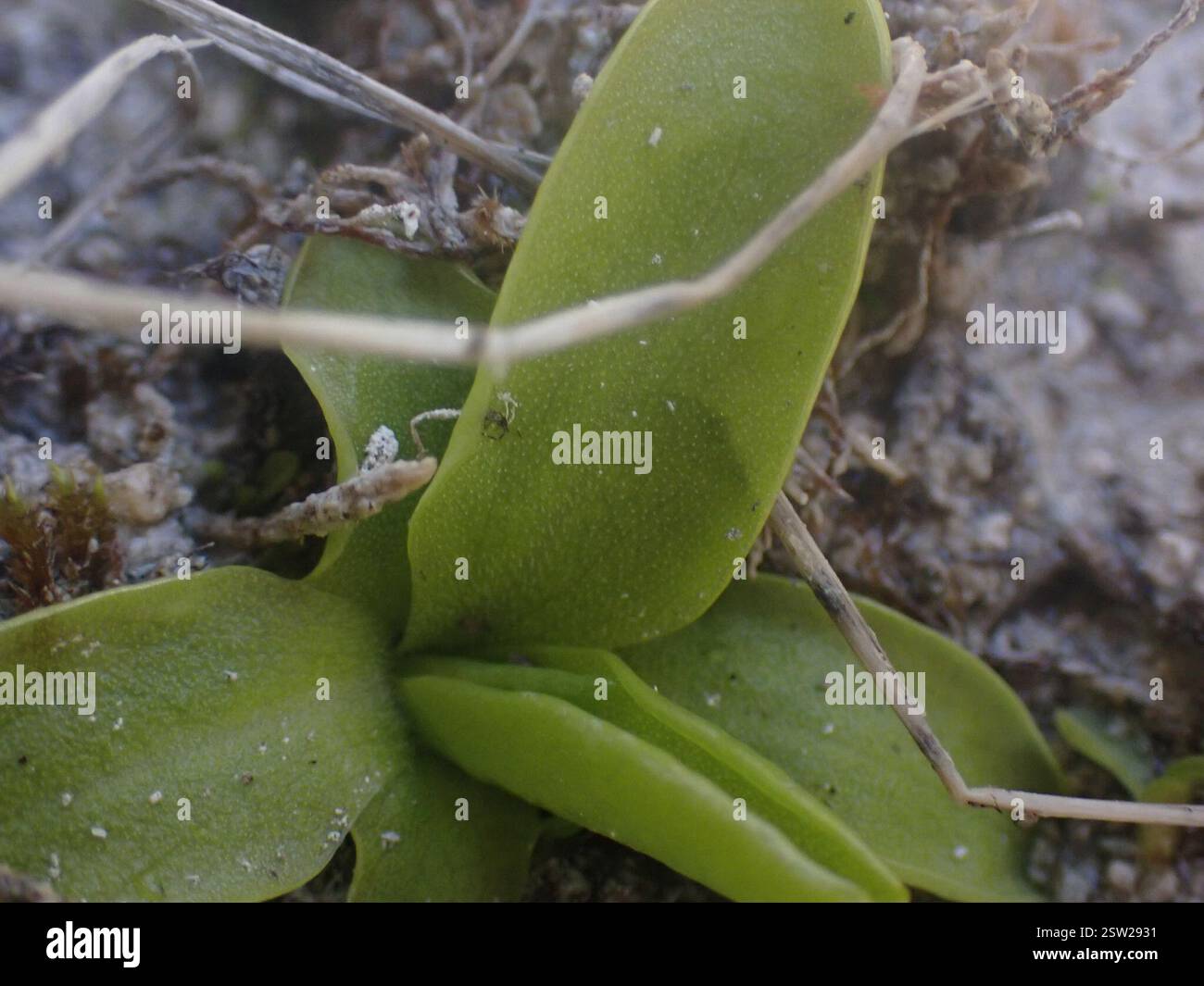 horned butterwort (Pinguicula macroceras), Plantae, Thompson-Nicola, BC ...