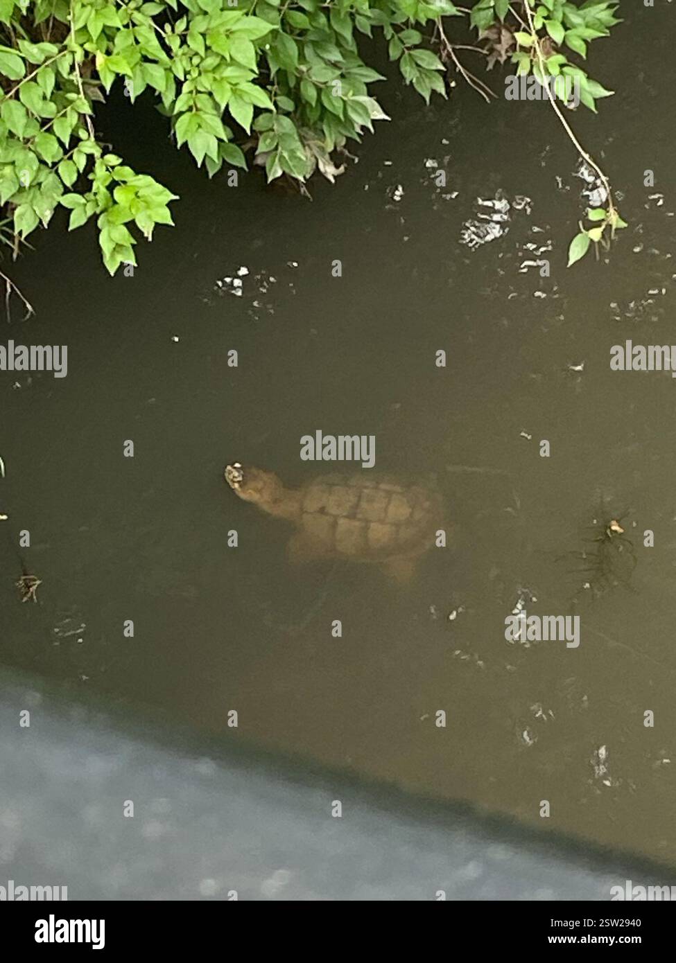 Common Snapping Turtle (Chelydra serpentina), Reptilia, W 157th St ...