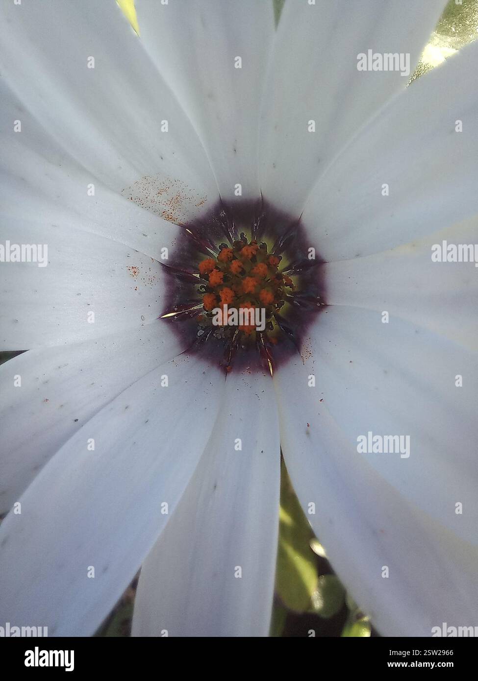 trailing African daisy (Dimorphotheca fruticosa), Plantae, Mitchells ...