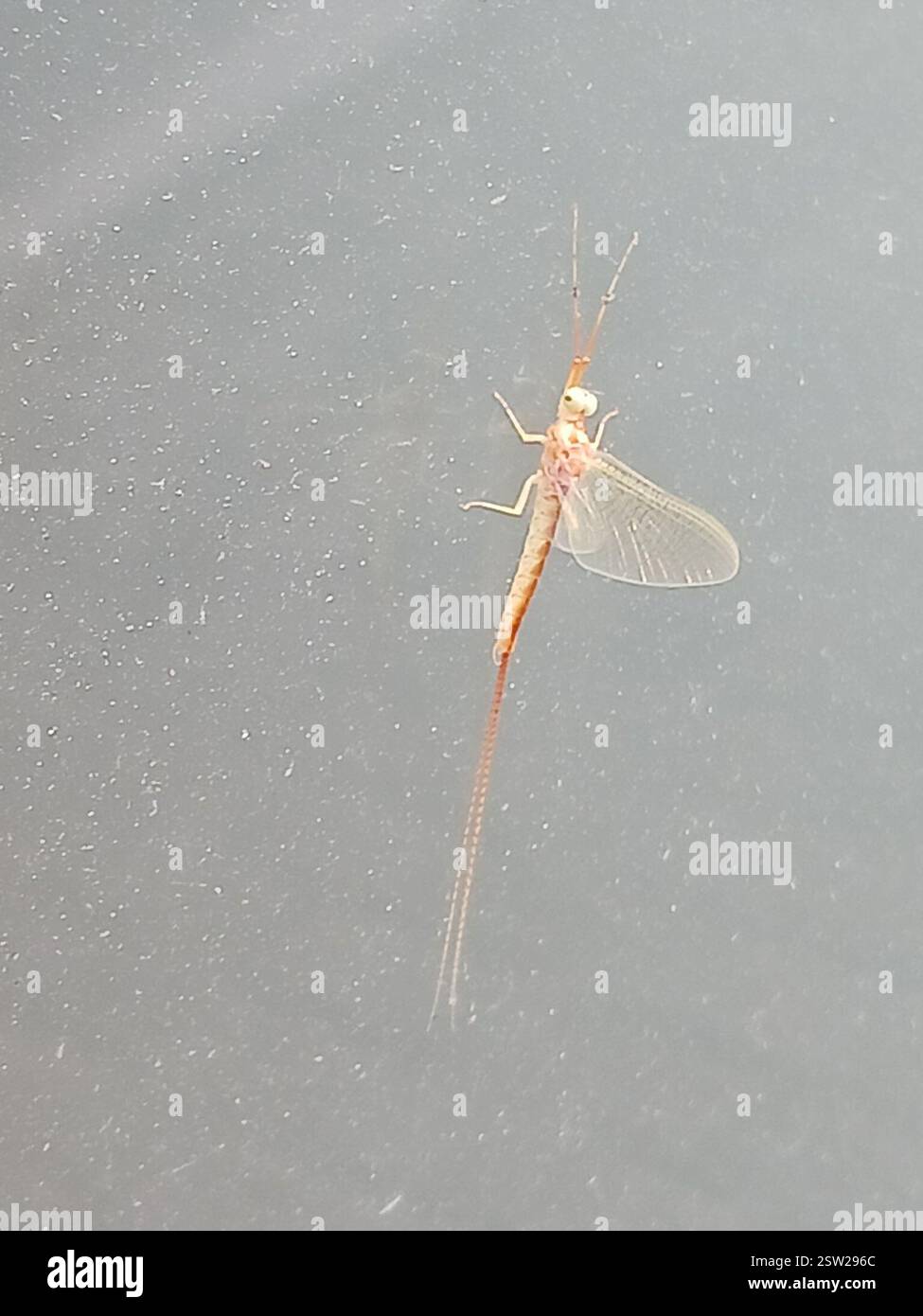Yellow Mayfly (Potamanthus luteus), Insecta, 35390 Gießen, Deutschland ...