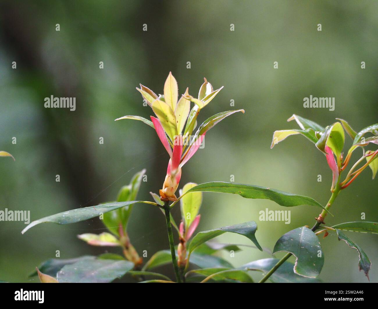 Red Machilus (Machilus thunbergii), Plantae, 台灣桃園市 Stock Photo - Alamy
