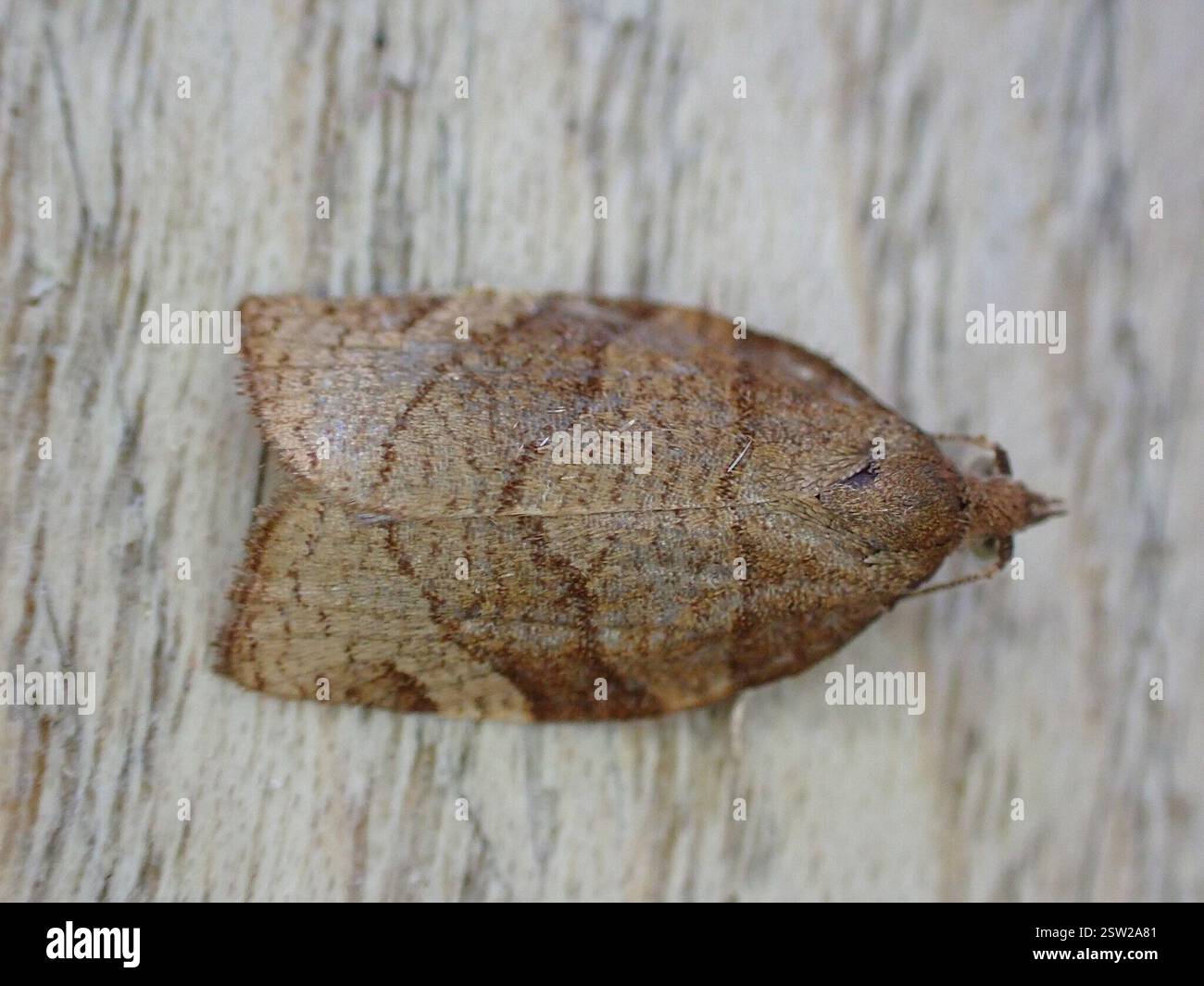 Barred Fruit-tree Tortrix (Pandemis cerasana), Insecta, 8 Millcroft ...