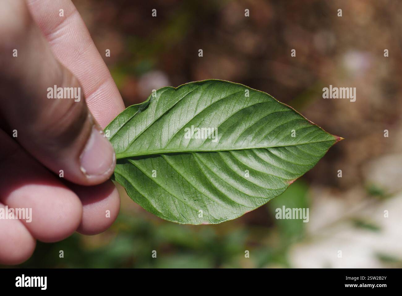 Quail Grass (Celosia argentea), Plantae, Burdekin River, Jarvisfield ...