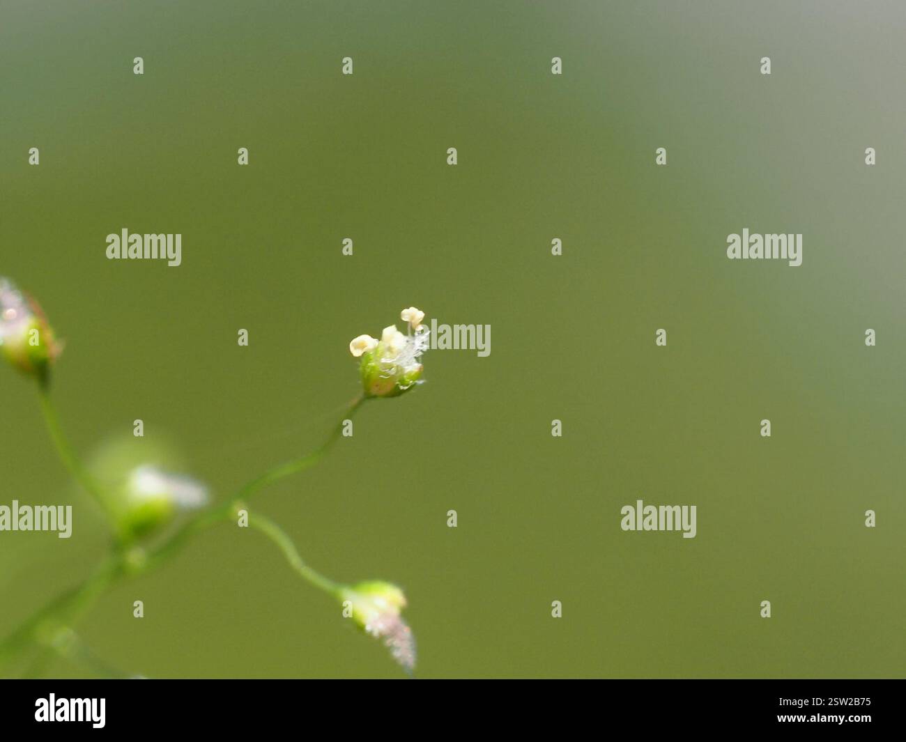 Swamp Millet (Isachne globosa), Plantae, 台灣新北市 Stock Photo - Alamy