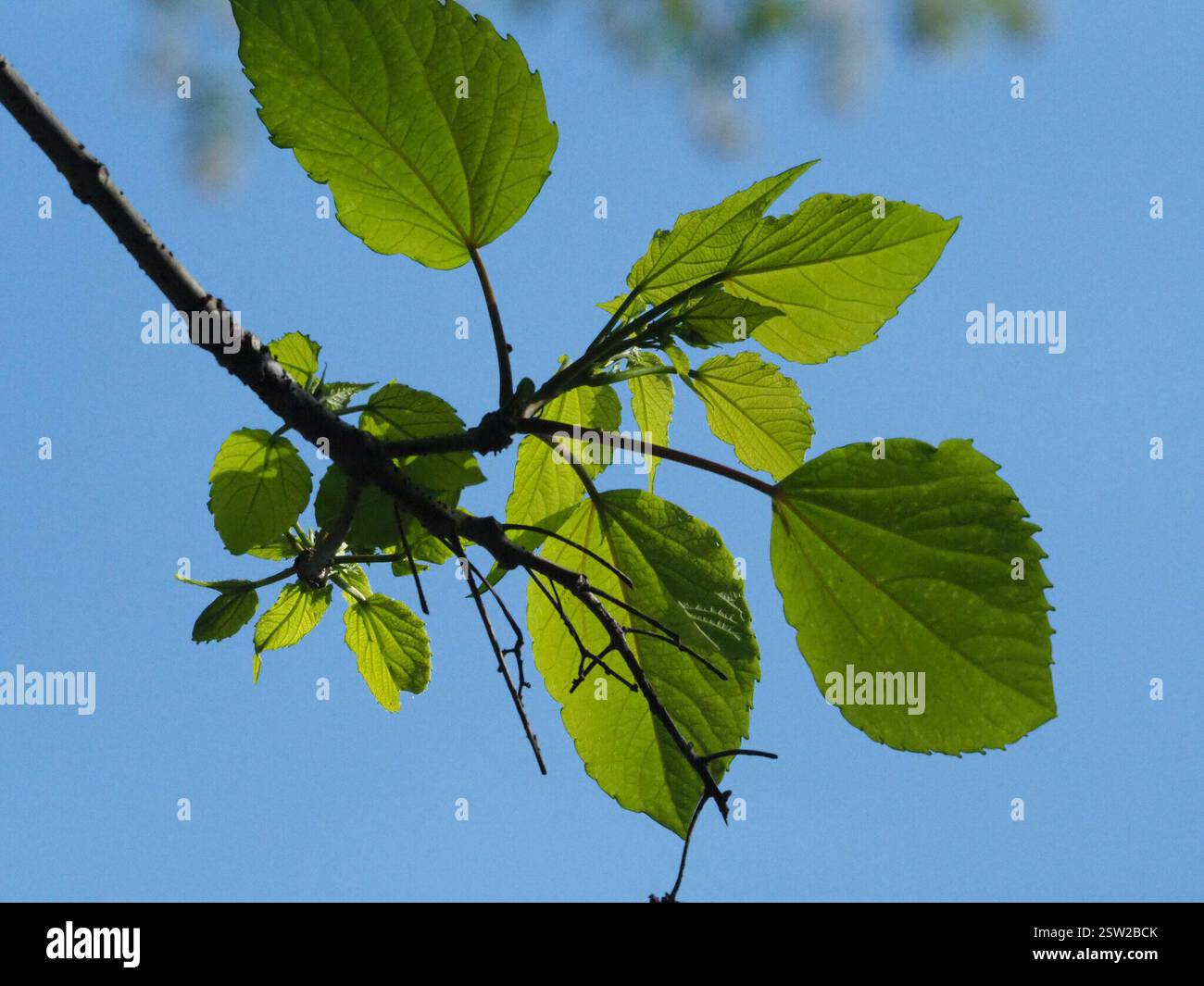 Wonder tree (Idesia polycarpa), Plantae, 台灣桃園市 Stock Photo - Alamy