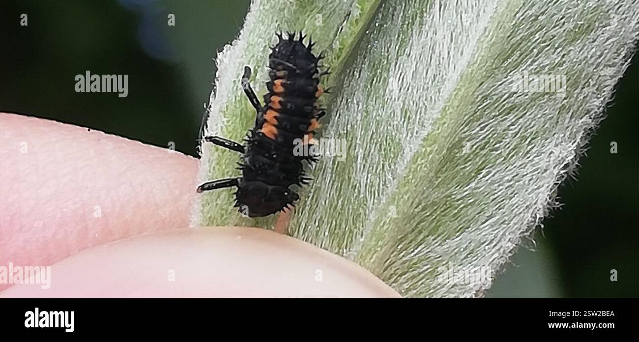 Asian Lady Beetle (Harmonia axyridis), Insecta, Rieder, Ballenstedt, Germany, On a salix with ...