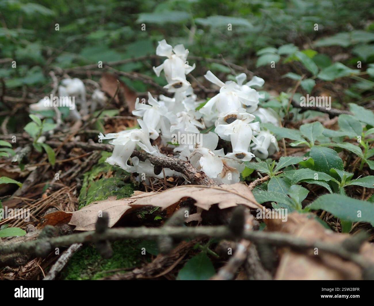 Convulsion Root (Monotropastrum humile), Plantae, Nagano, JP Stock ...