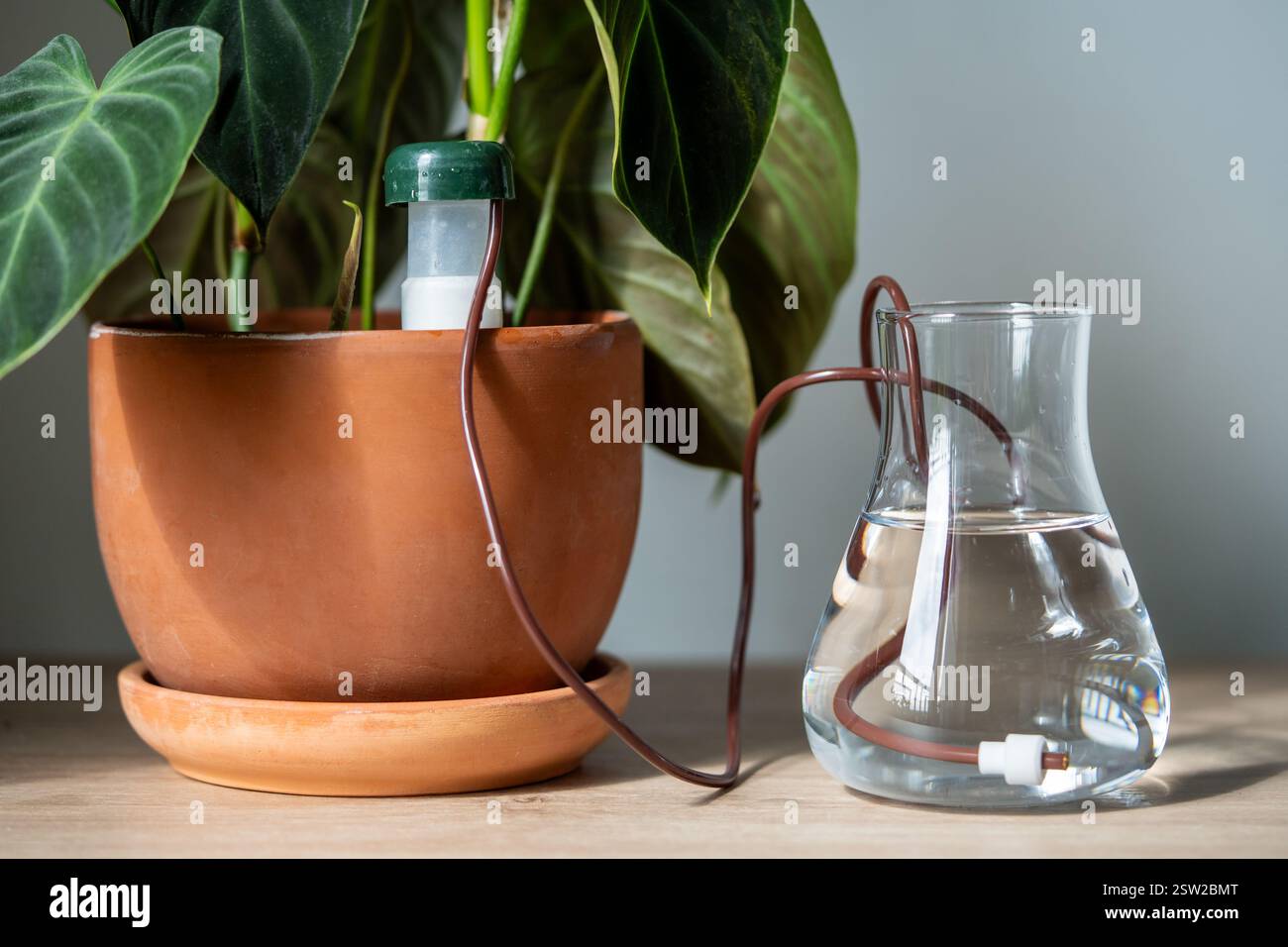 Self-watering system. Philodendron plant suck up water through tubes ...