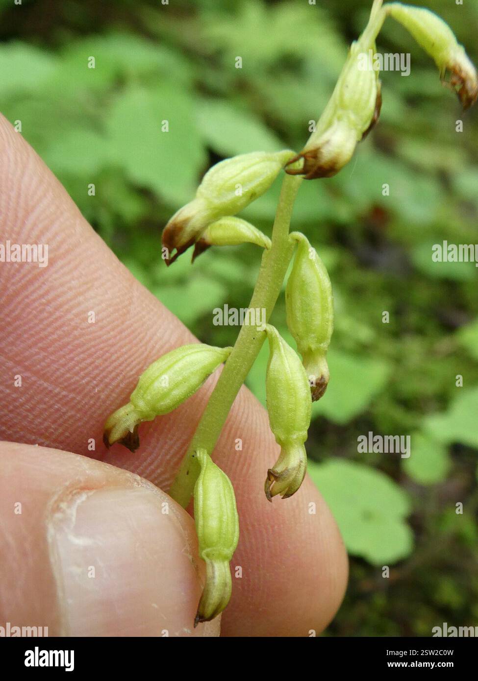 northern coralroot (Corallorhiza trifida), Plantae, Vermont, US, Was ...