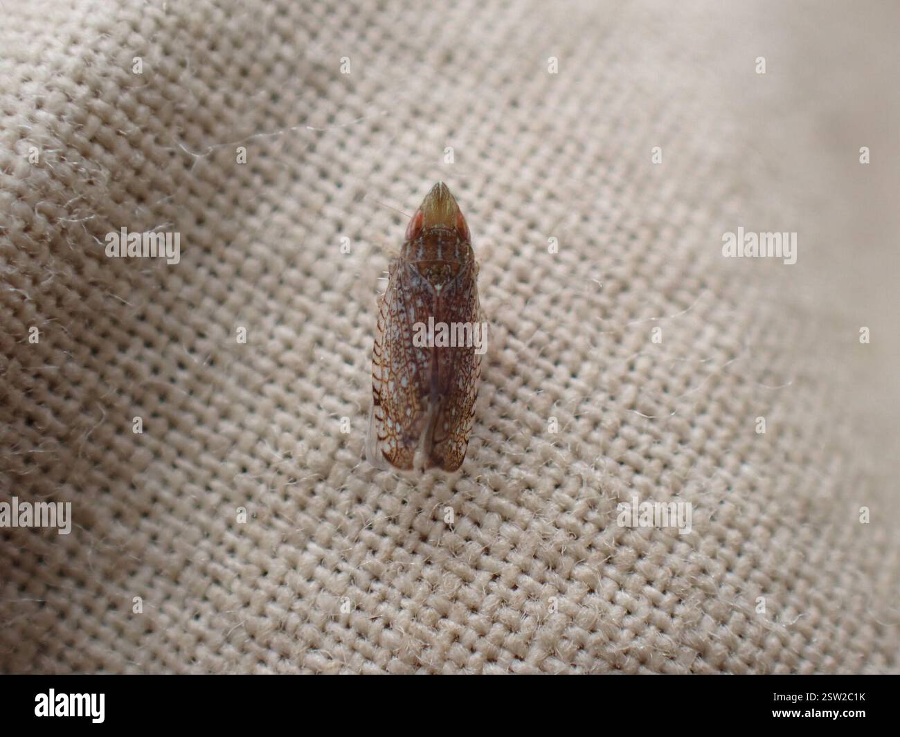 Sharp-nosed Leafhopper (Scaphytopius acutus), Insecta, Val Marie No. 17 ...