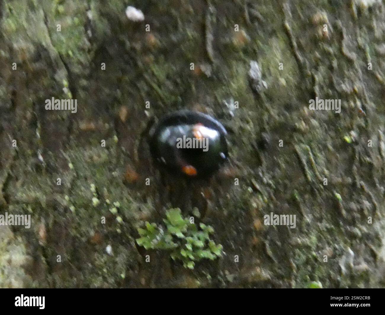 Twice-stabbed Lady Beetle (Chilocorus stigma), Insecta, Fayston, VT ...
