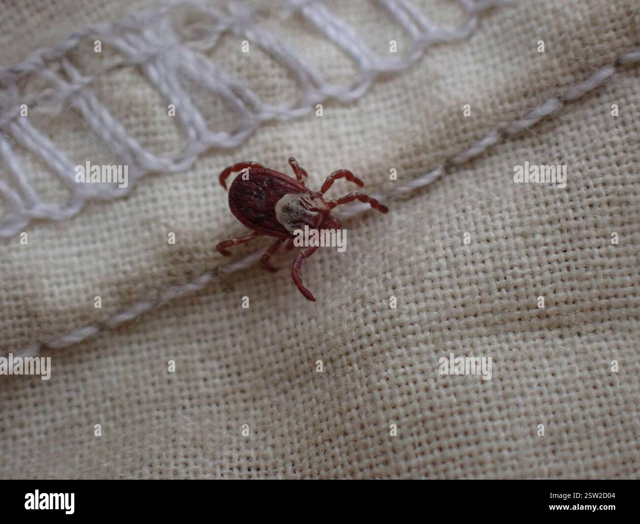 Dog Ticks (Dermacentor), Arachnida, Val Marie No. 17, SK S0N, Canada ...