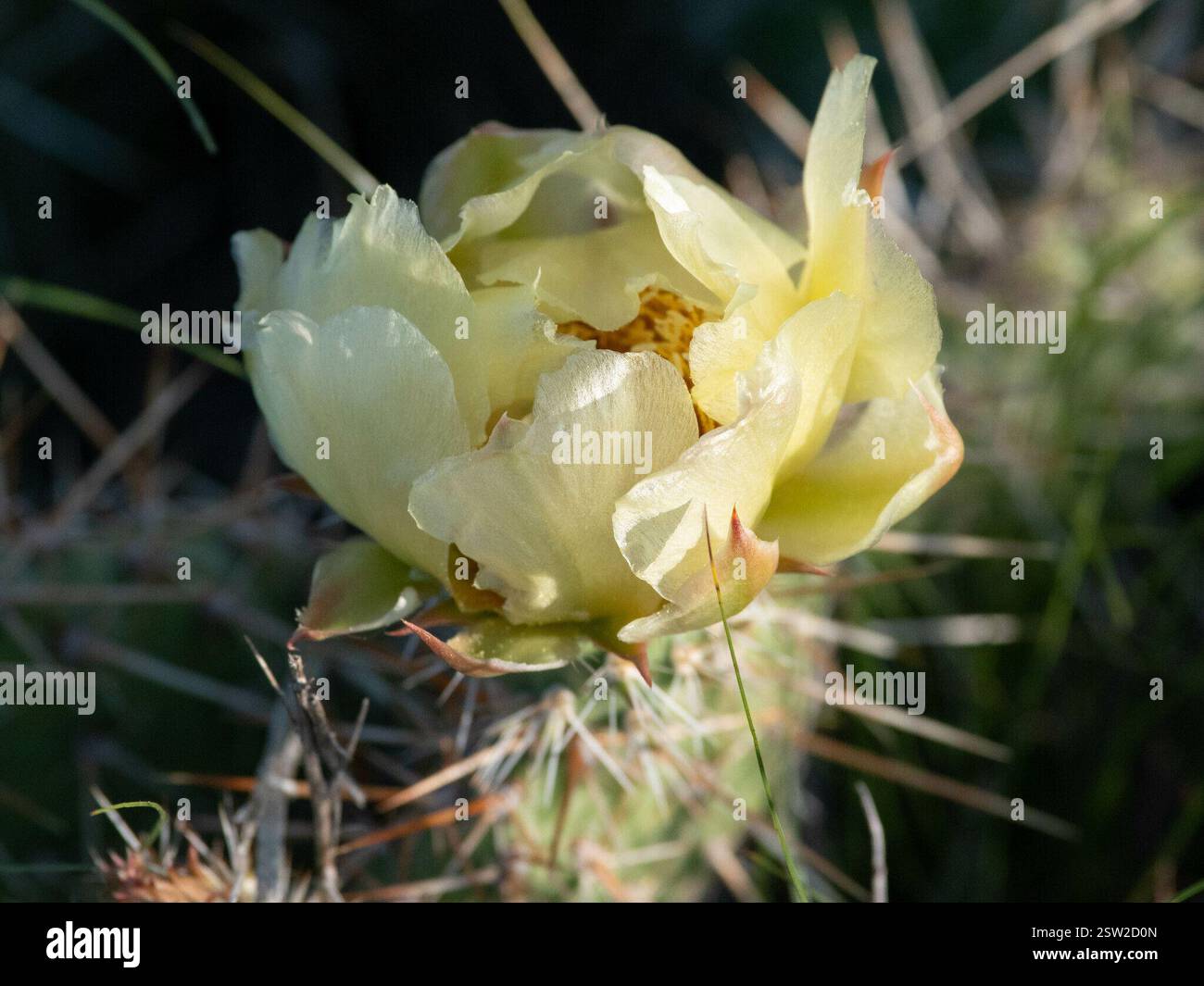 Plains Pricklypear (Opuntia polyacantha), Plantae, Val Marie No. 17, SK ...