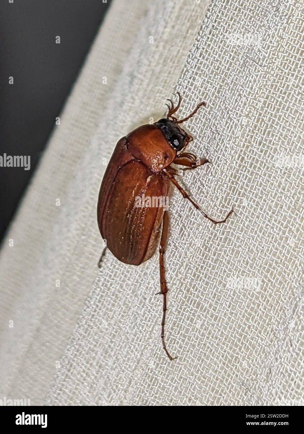 Brown Chafer (Serica brunnea), Insecta, Donnerschwee Stock Photo - Alamy