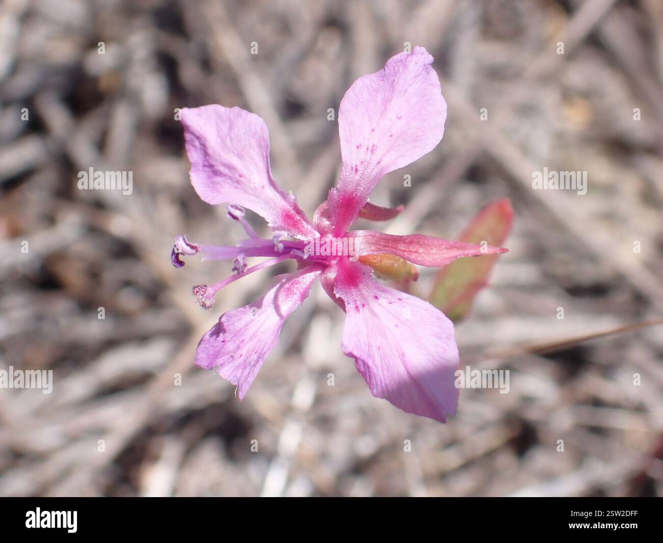 diamond clarkia (Clarkia rhomboidea), Plantae, Telephone Ridge, El ...