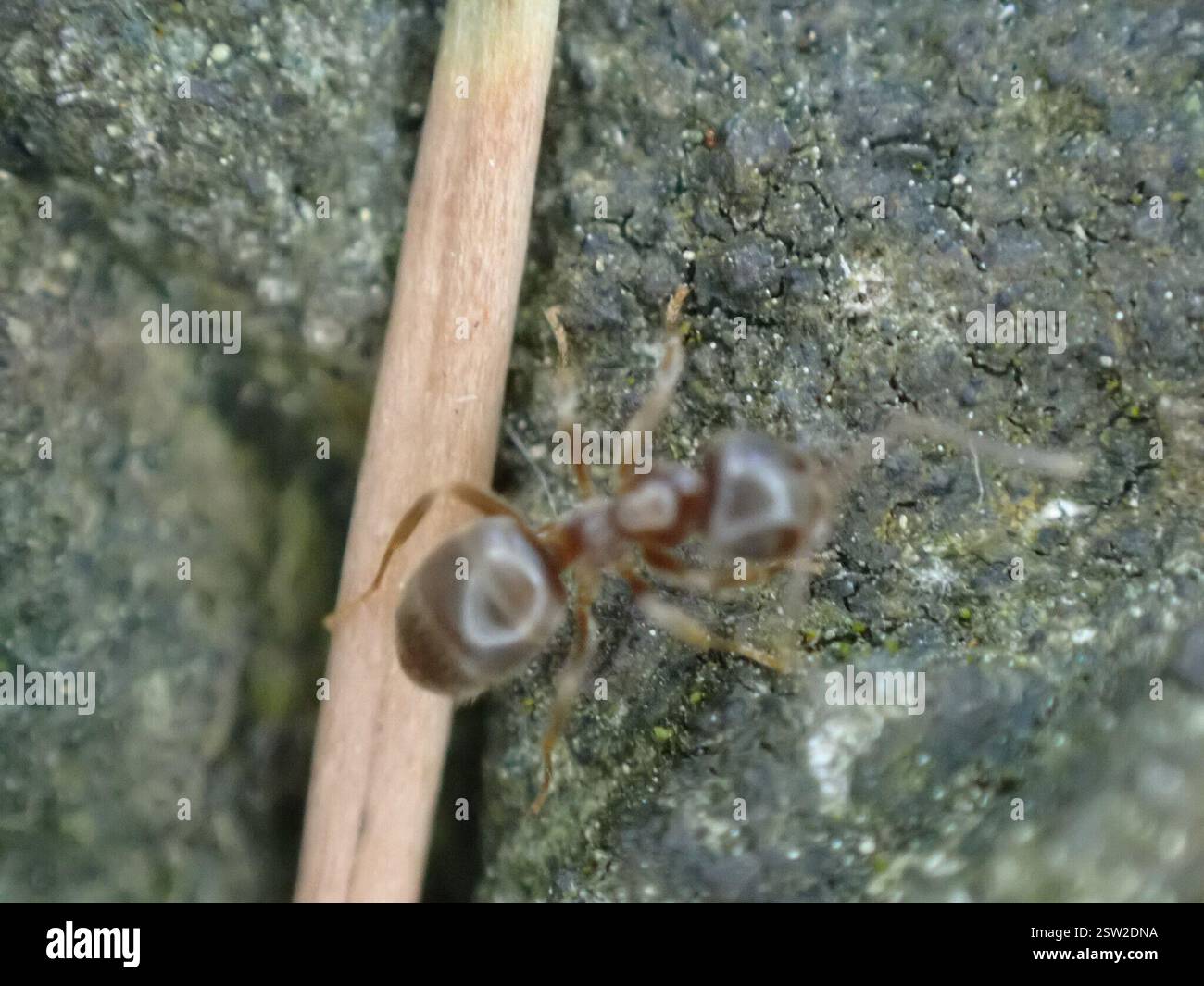 Turfgrass Ant (Lasius neoniger), Insecta, Belcarra, BC, Canada Stock ...