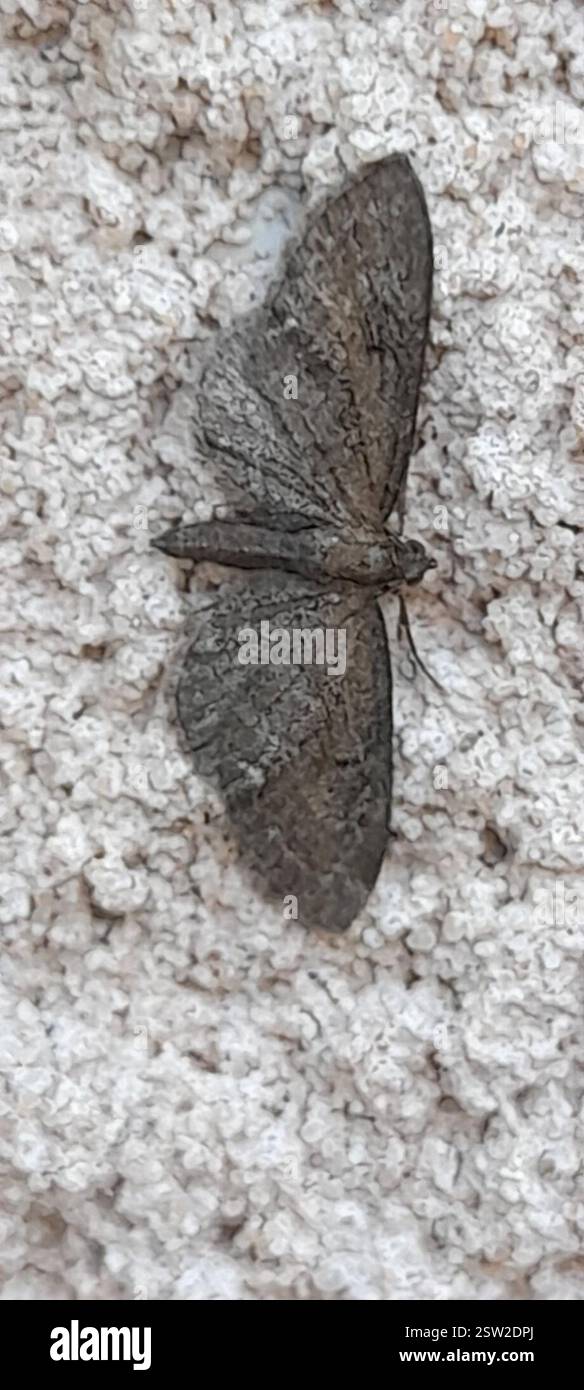 Common Pug (Eupithecia vulgata), Insecta, Liverpool L14, UK Stock Photo ...