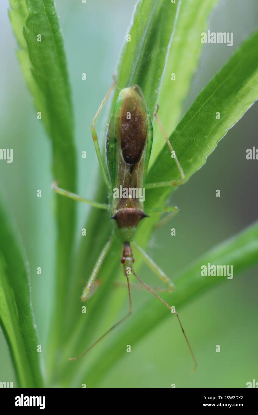 Pale Green Assassin Bug (Zelus luridus), Insecta, Medway, London, ON ...