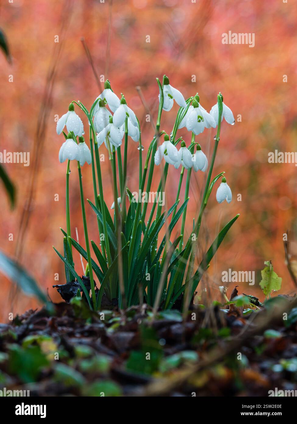 February flowers of the hardy snowdrop Galanthus 'S Arnott' stands out ...