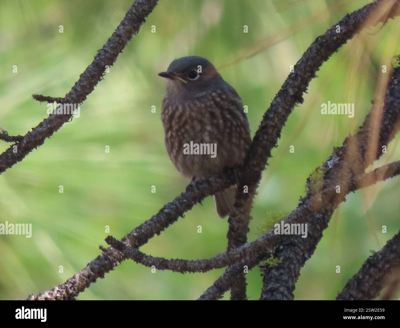Western Bluebird (Sialia mexicana), Aves, Okanagan-Similkameen, BC ...