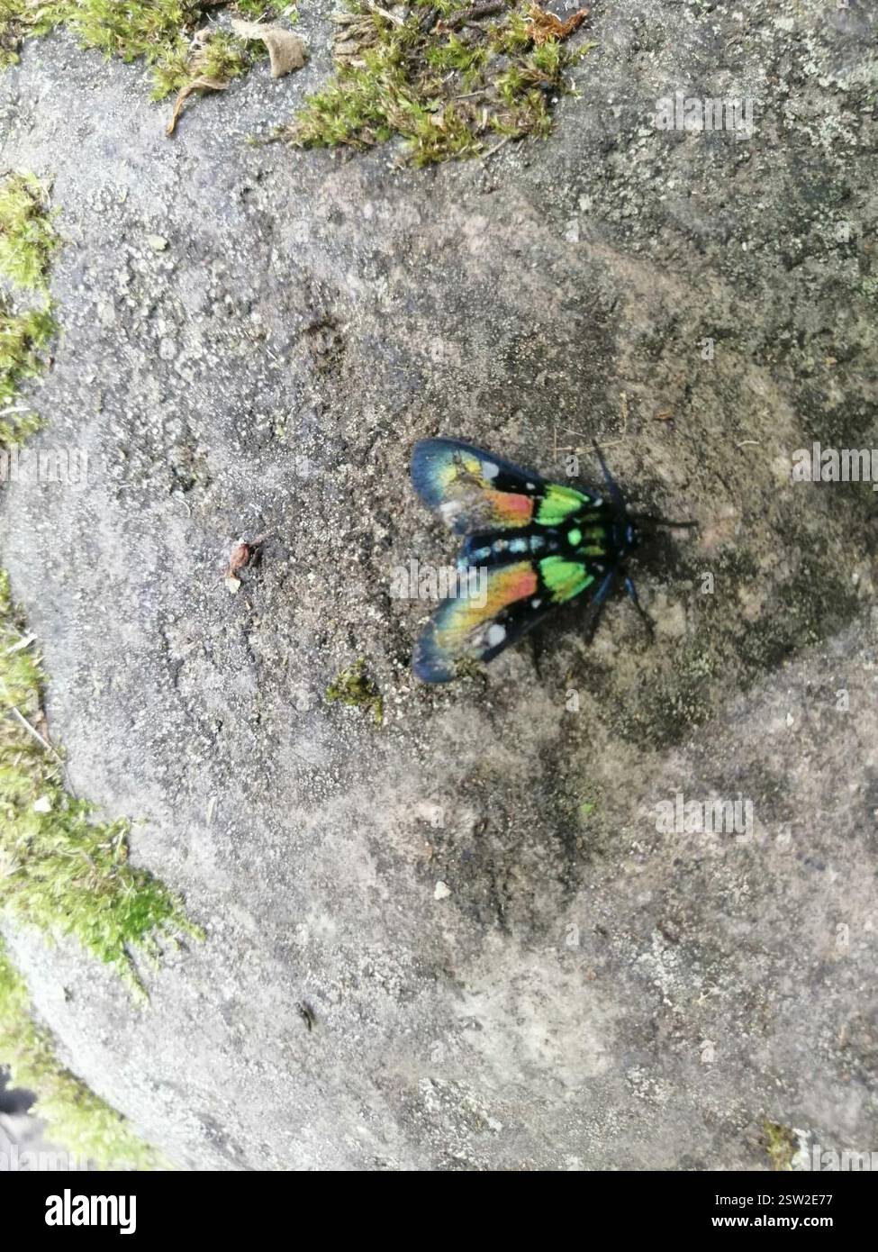 Ignita Wasp Moth (Chrysocale ignita), Insecta, Salento, Quindio ...
