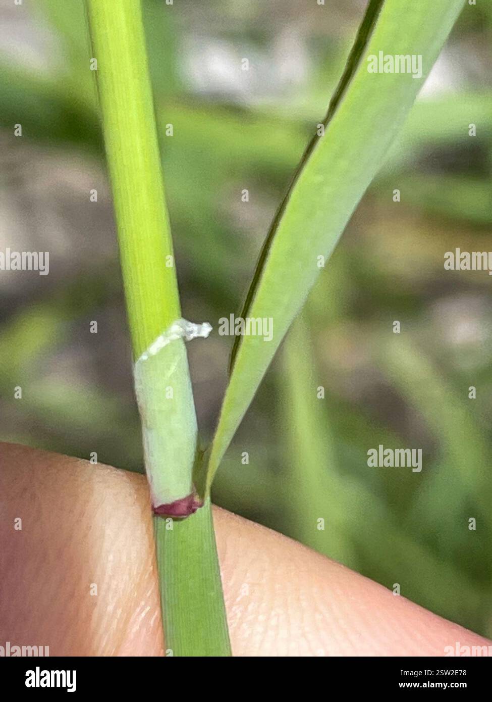 reed canary grass (Phalaris arundinacea), Plantae, Ross Lake, Deming ...