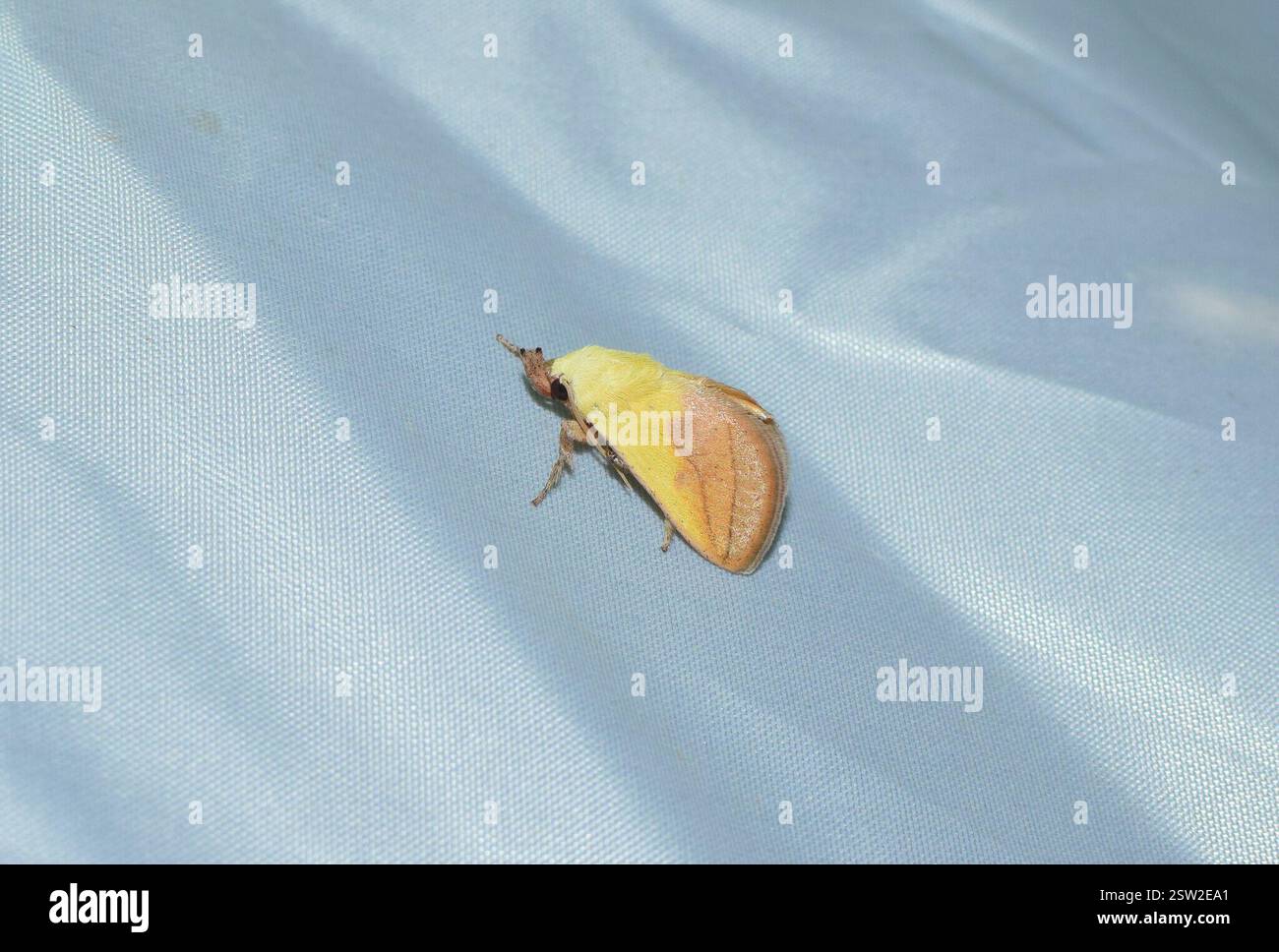 Monema flavescens hi-res stock photography and images - Alamy