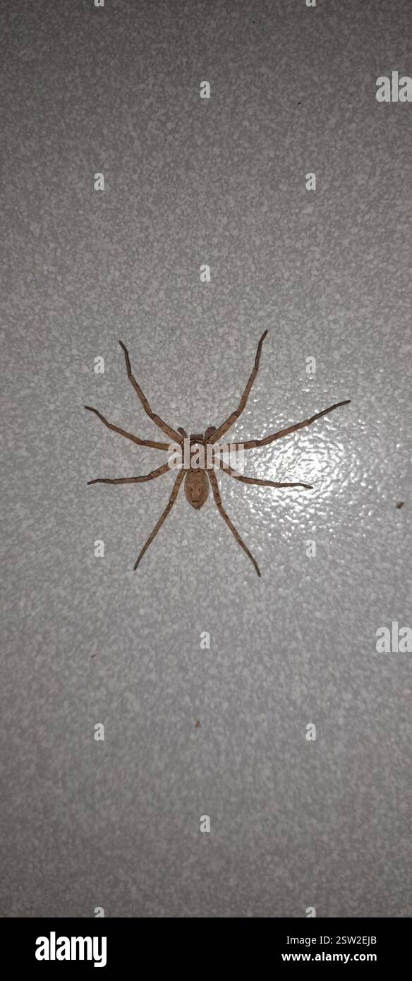 Pantropical Huntsman Spider (Heteropoda venatoria), Arachnida, 5V6H+H9H ...