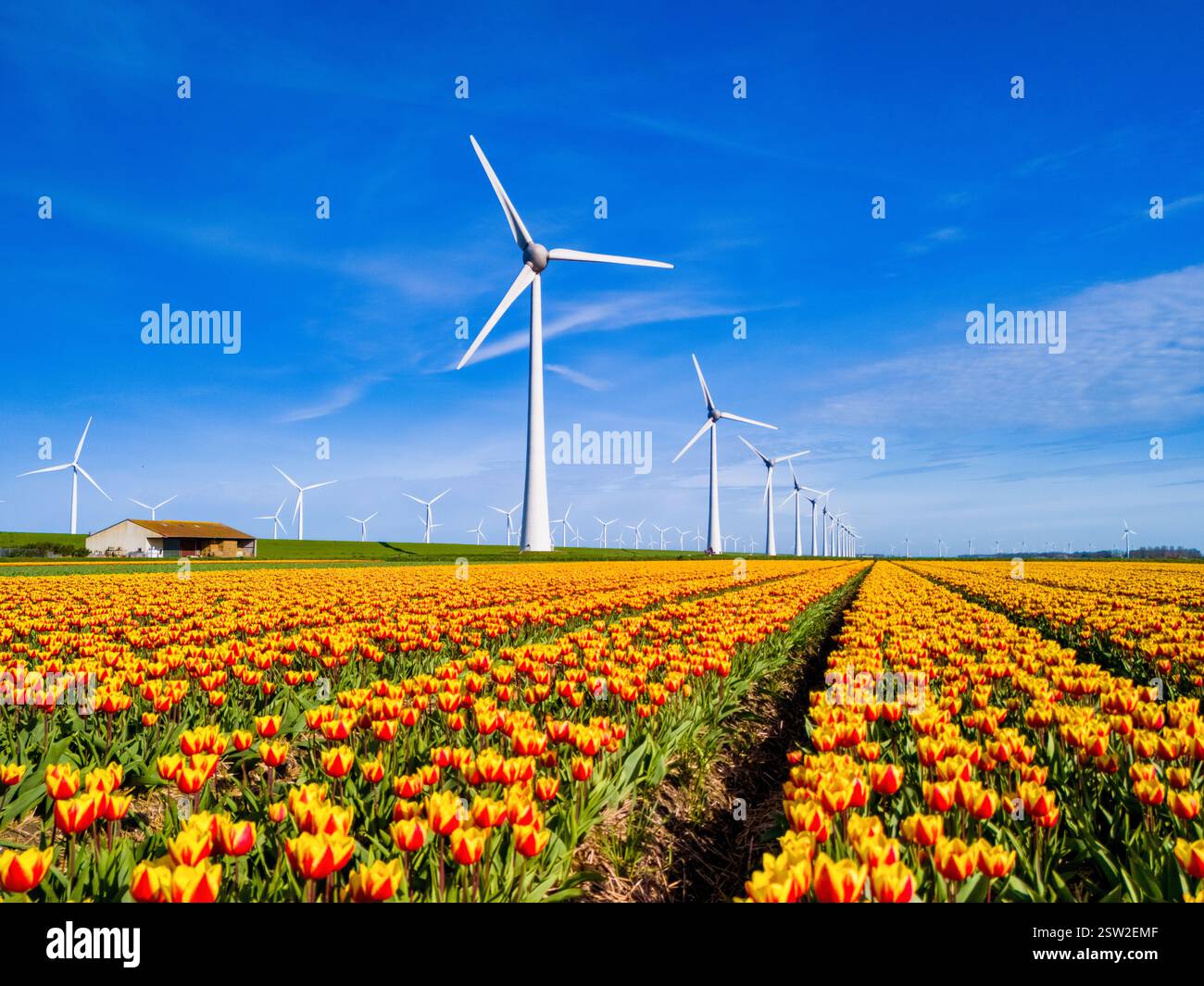 Tulip fields with wind turbines in Flevoland, Netherlands a blend of ...
