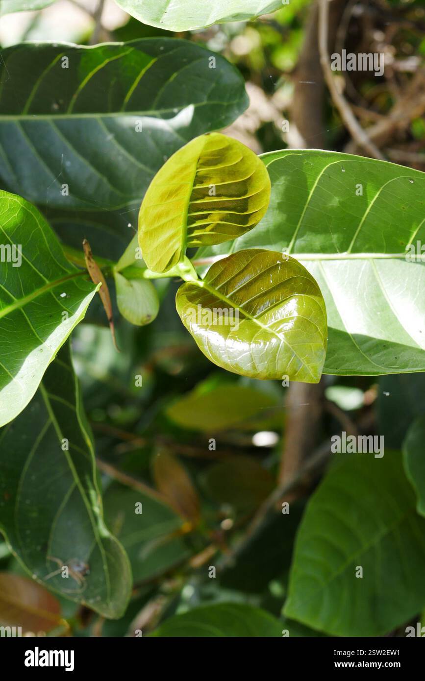 Canary Cheesewood (Nauclea orientalis), Plantae, Jarvisfield, QLD, AU ...