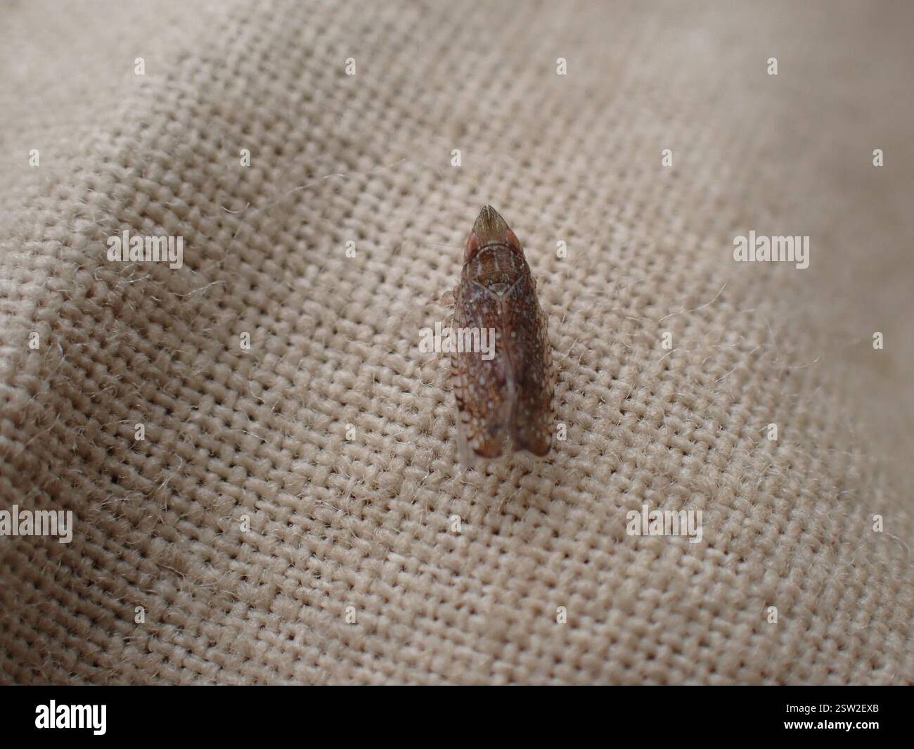 Sharp-nosed Leafhopper (Scaphytopius acutus), Insecta, Val Marie No. 17 ...