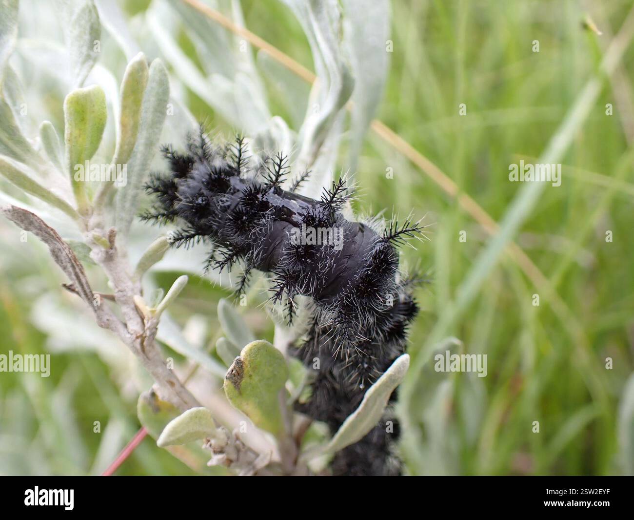 Sagebrush Sheep Moth (Hemileuca hera), Insecta, Mankota No. 45, SK S0H ...