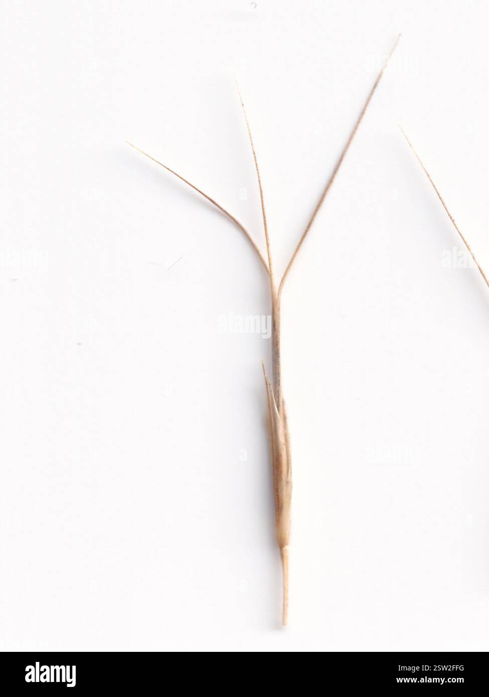 purple wiregrass (Aristida ramosa), Plantae, Dungog NSW 2420, Australia ...